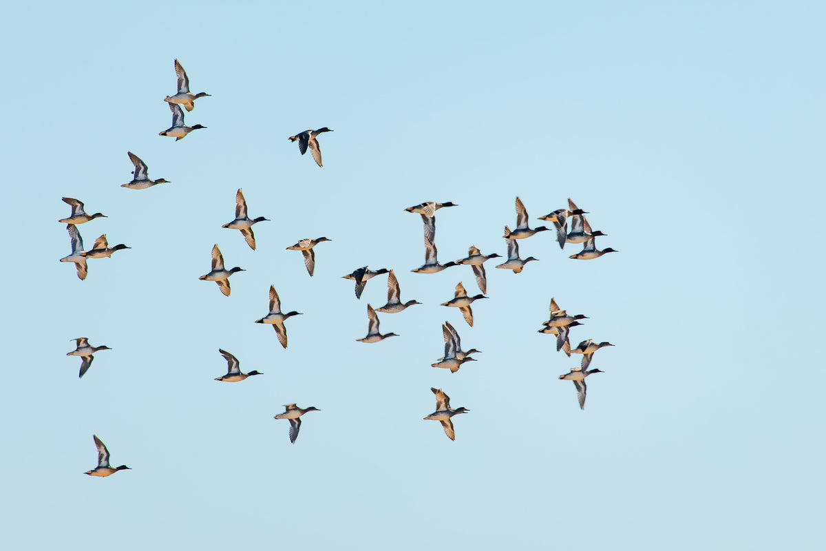 New Arrivals – Bust-A-Duck Guide Service